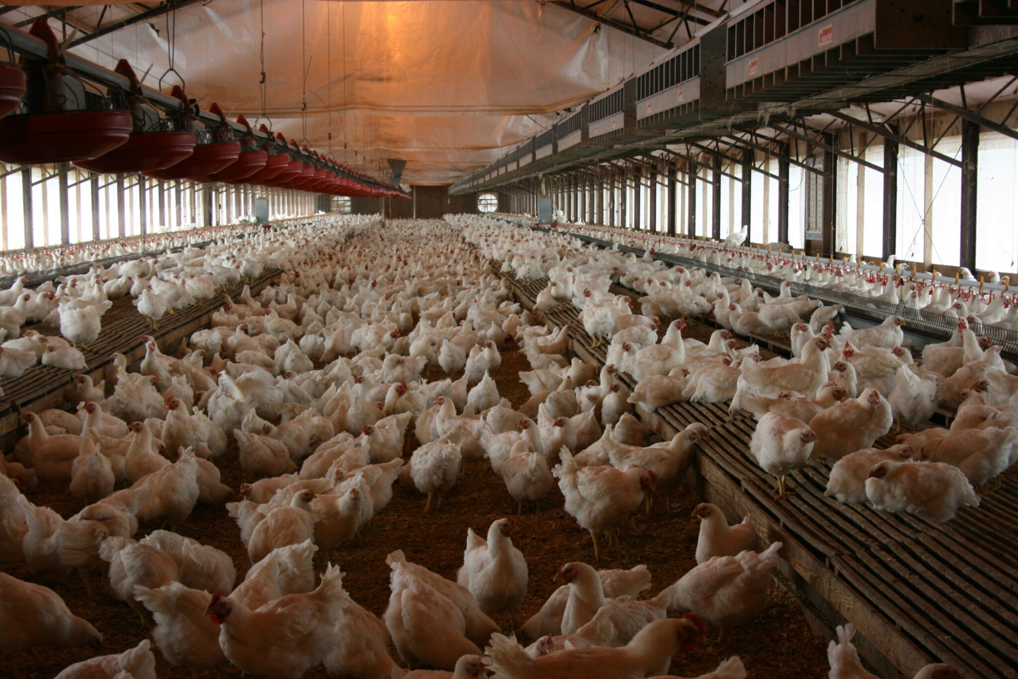 Poultry Barn Heating Solutions - Roberts-Gordon Infrared Heating